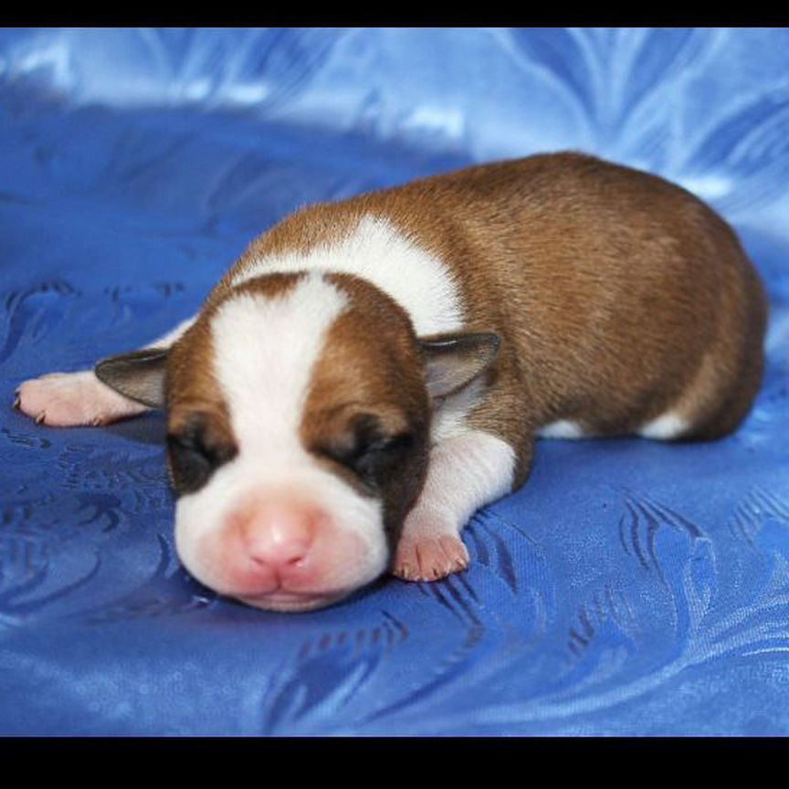 Американский стаффордширский терьер, щенок