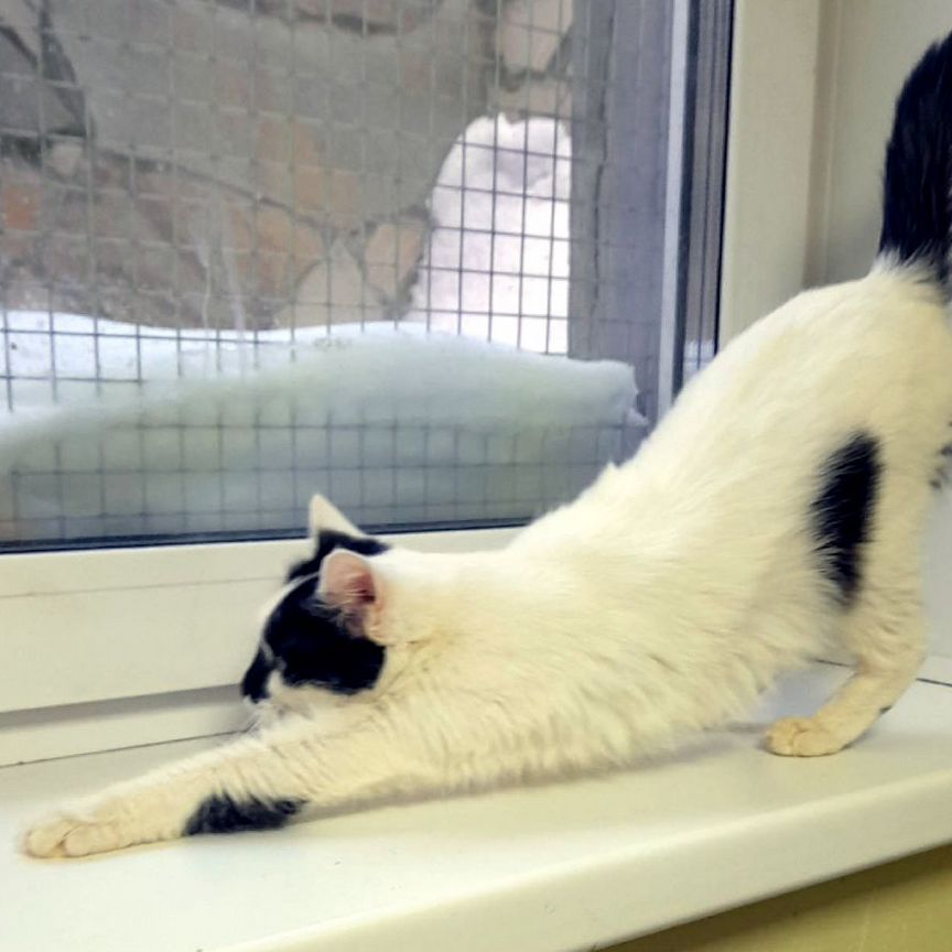 Котёнок в добрые руки