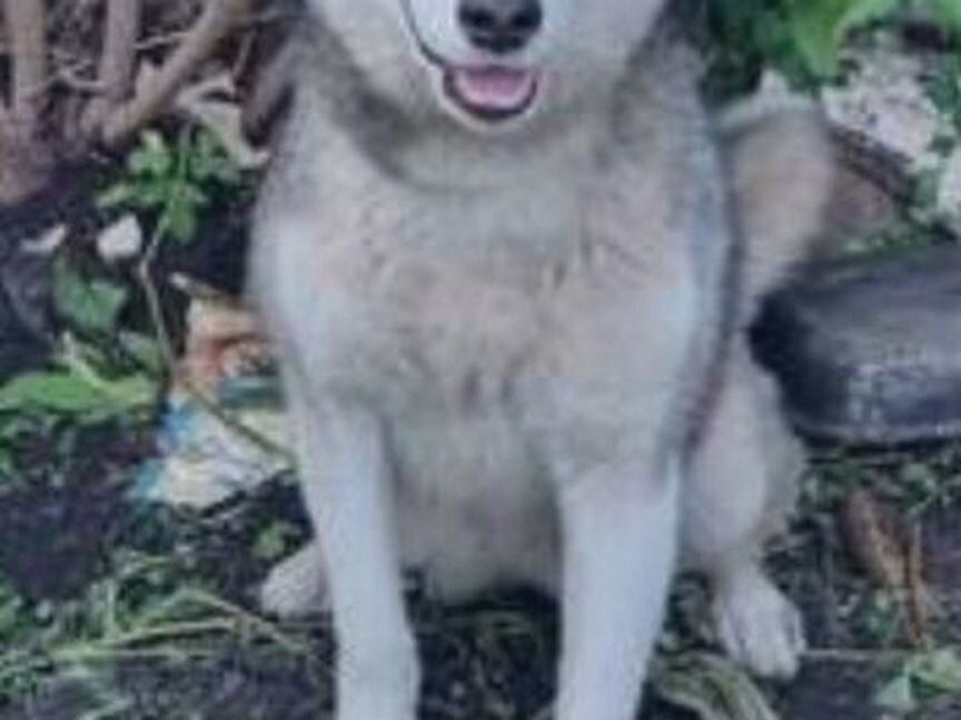 Сибирский хаски