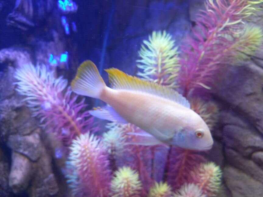 Рыба цихлида Майландия Грешаки альбинос