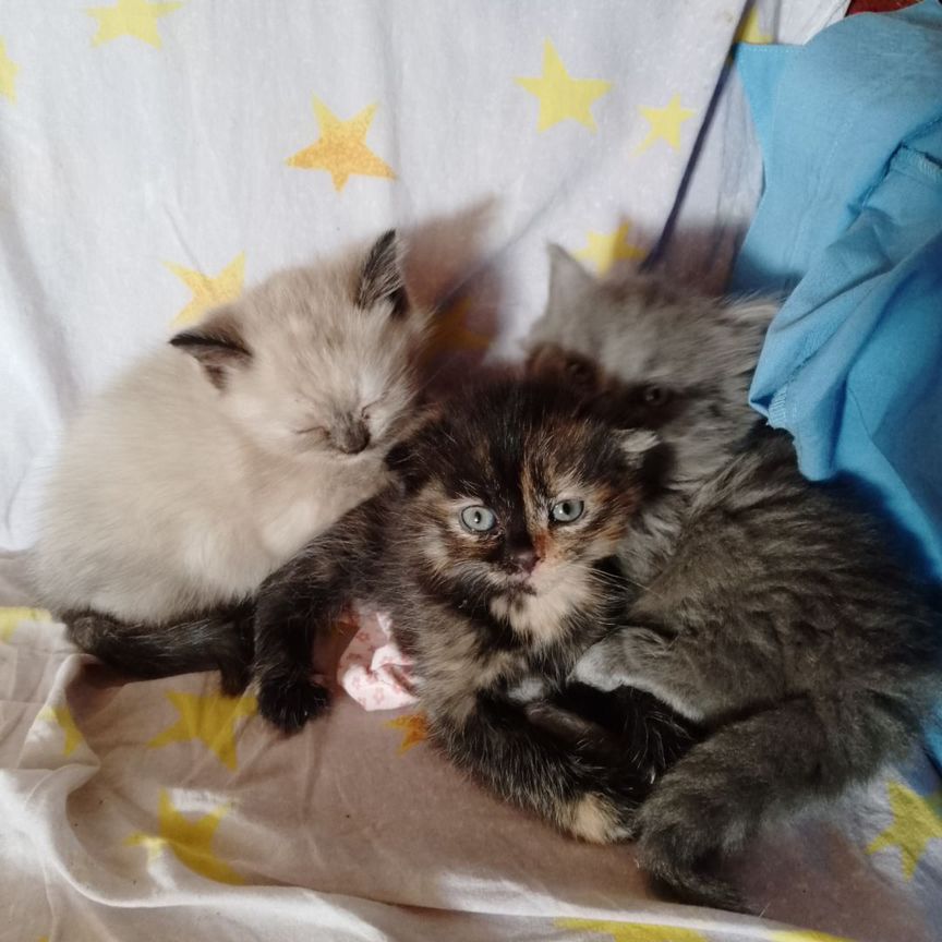 Разбираем котов. Кошки новые, не б/у