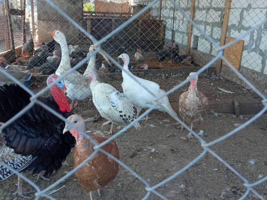 Индюшки на племя