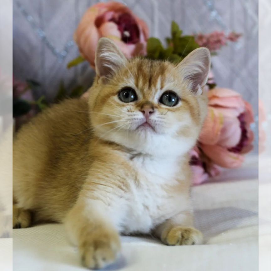 Британский короткошёрстный котёнок