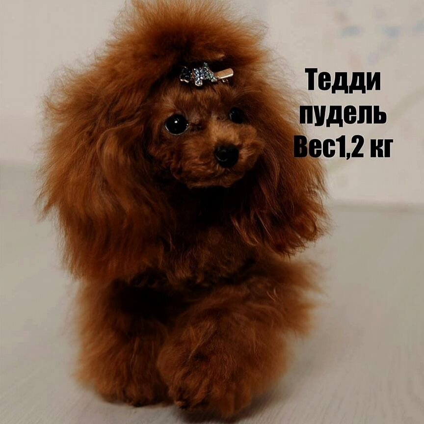 Мини Мальтипу мальчик Китай/Корея