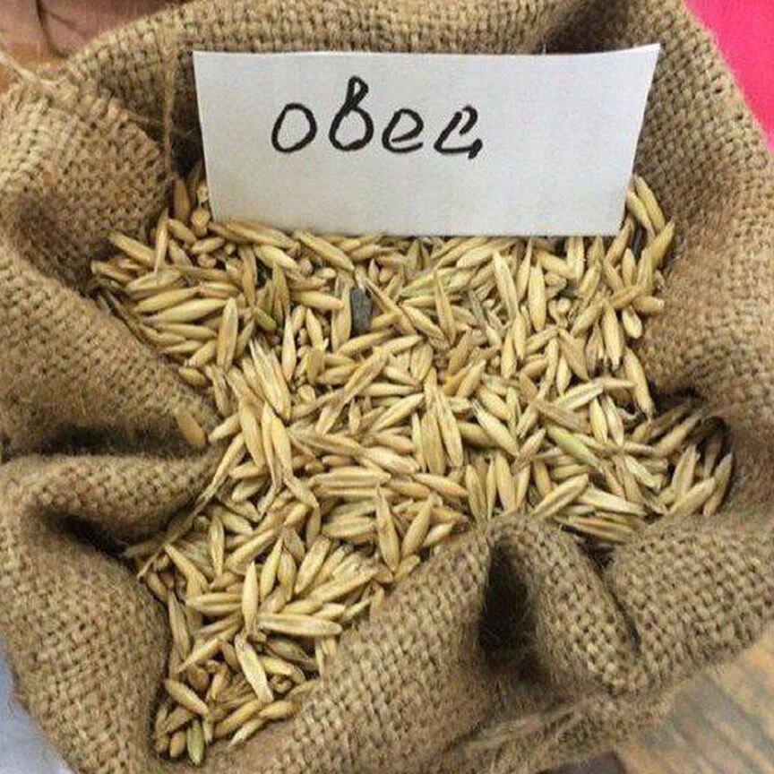 Овес, зерно, корм для домашних животных