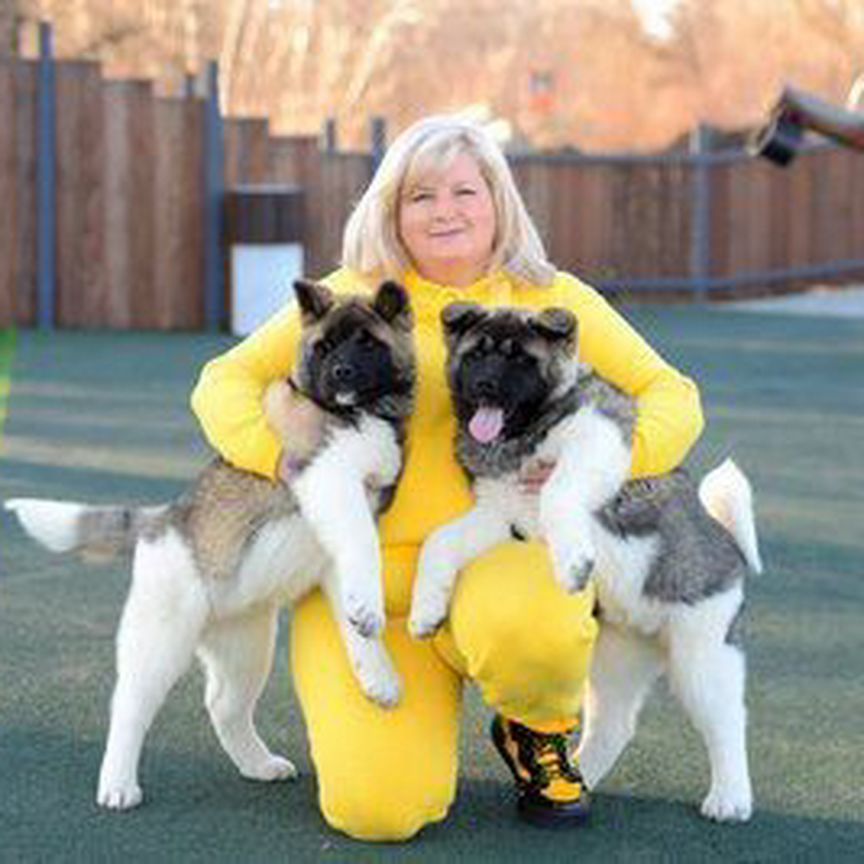 Американская акита уфа