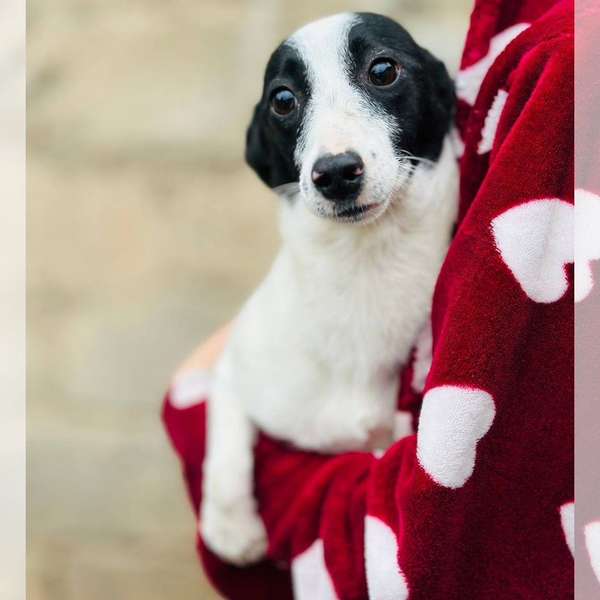 Взрослая собака в добрые руки