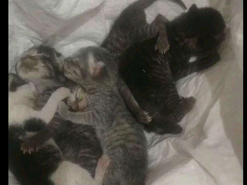 Котята ищут кормящую кошку