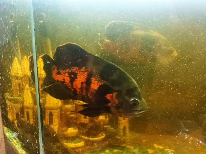 Аквариумные рыбки