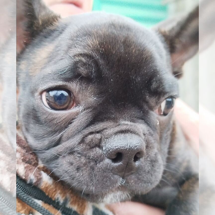 Французский бульдог голубой