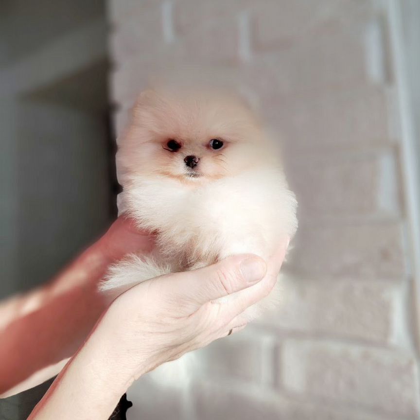 Померанский шпиц, щенок