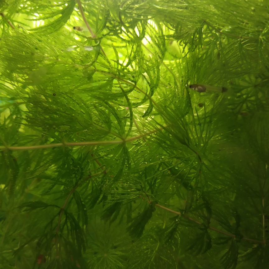 Роголистник в аквариум