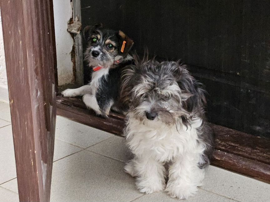 Молодые собачки мелкой породы