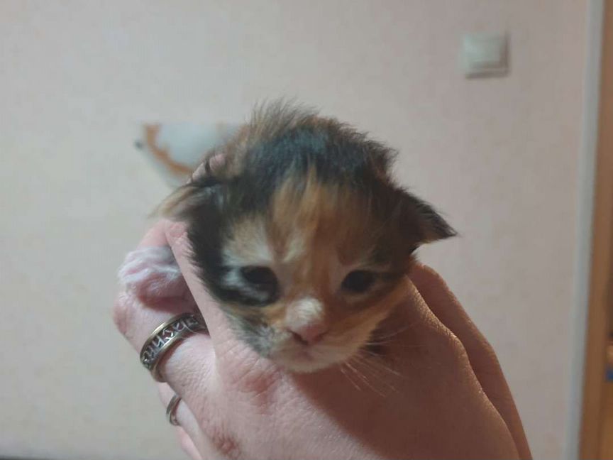 Котята Мейнкун