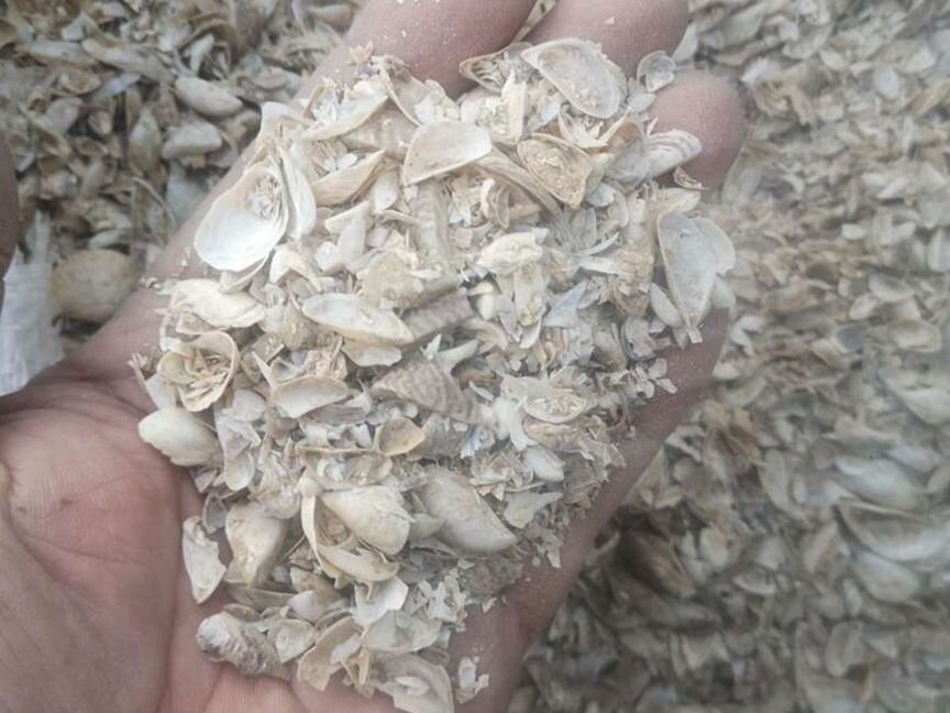 Ракушка речная