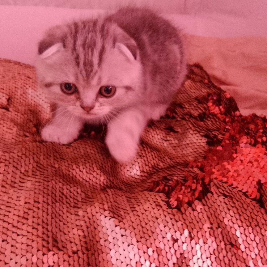 Шотландский вислоухий короткошёрстный котёнок