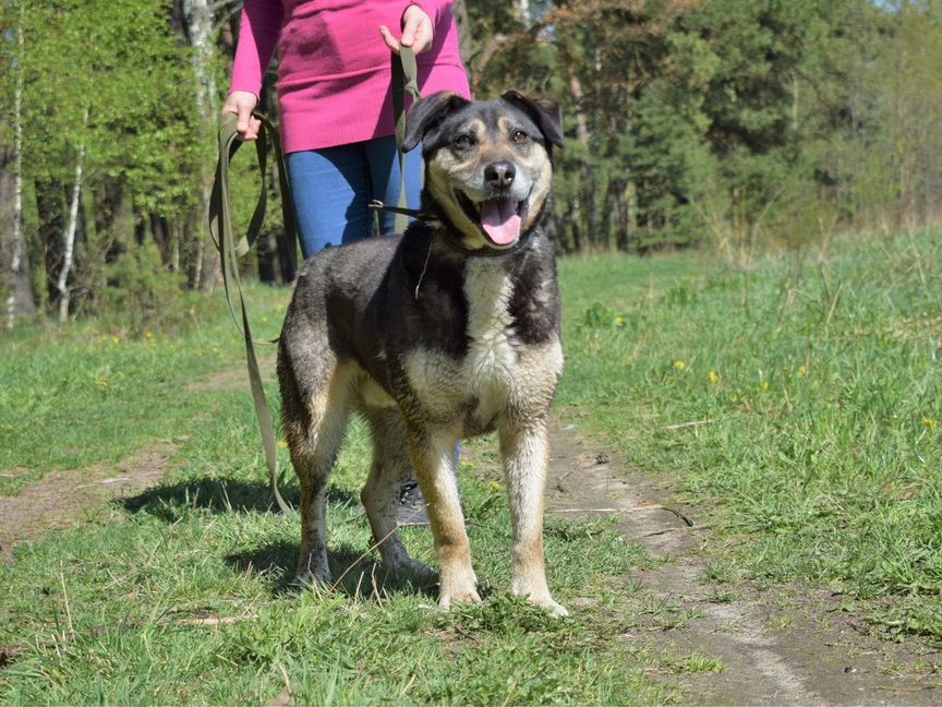 Брутальный пёс ищет дом