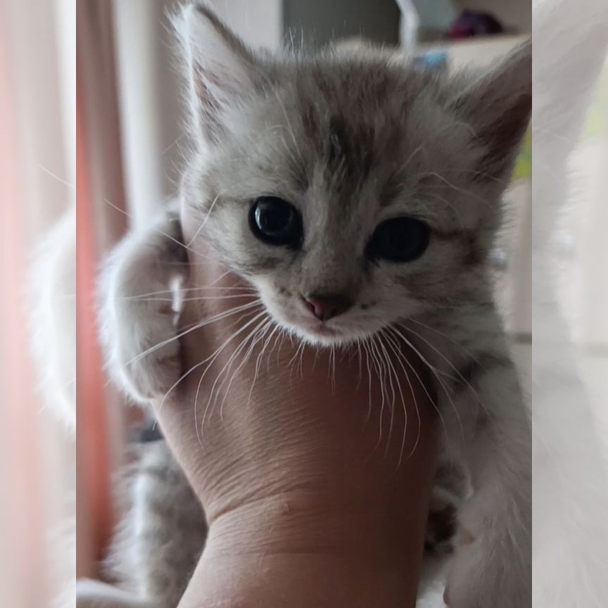 Котёнок в добрые руки
