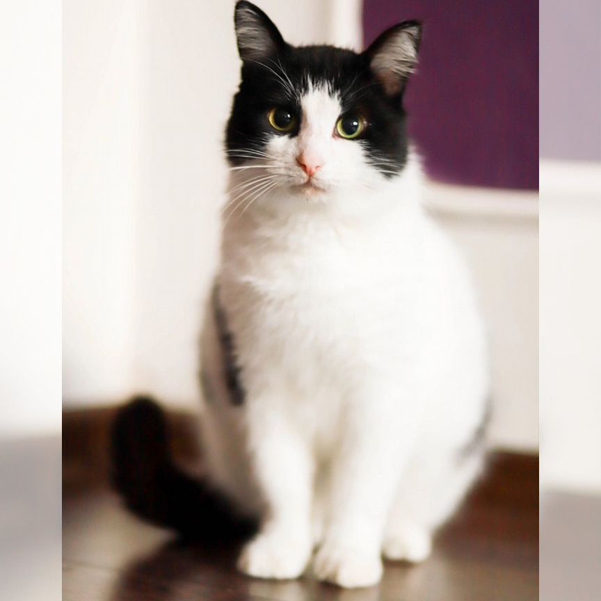 Ищет дом чулесный котик Маркиз