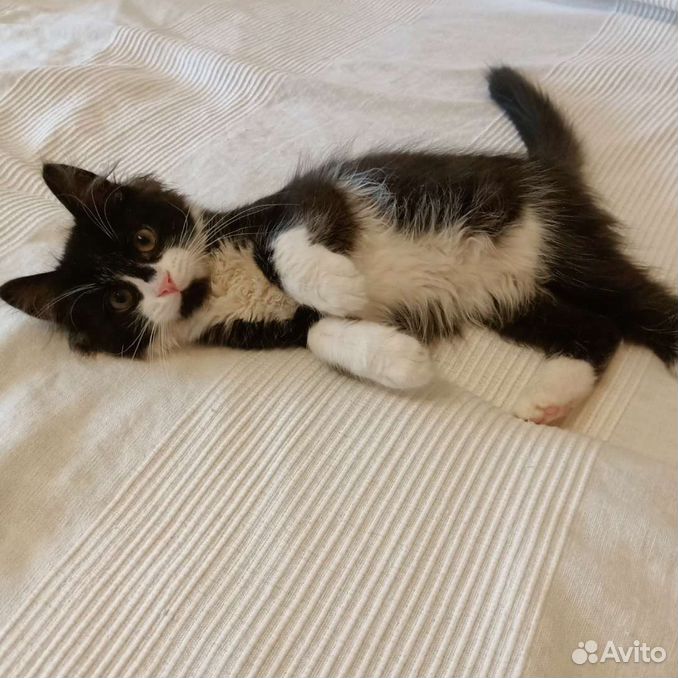 Ищем хороших хозяев для замечательного котенка