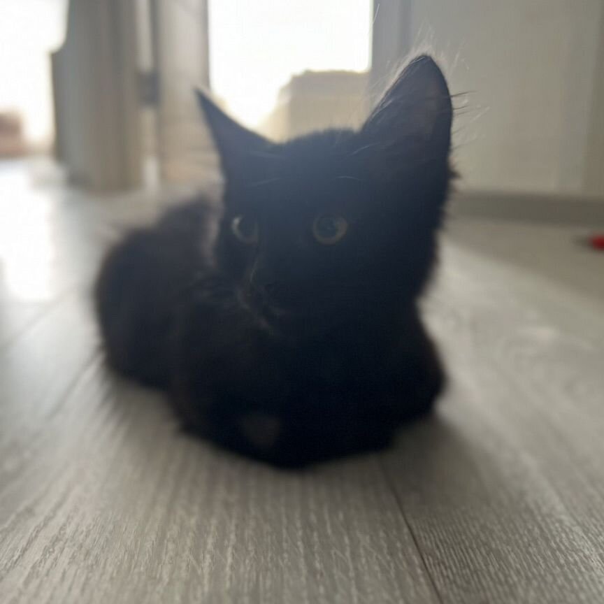 Кошки в добрые руки