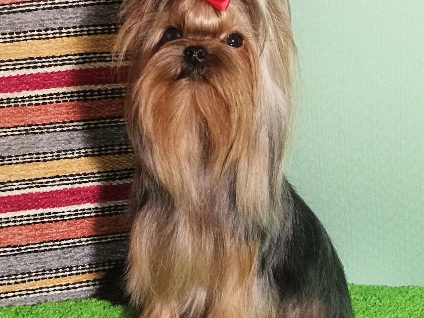 Йорк мальчик