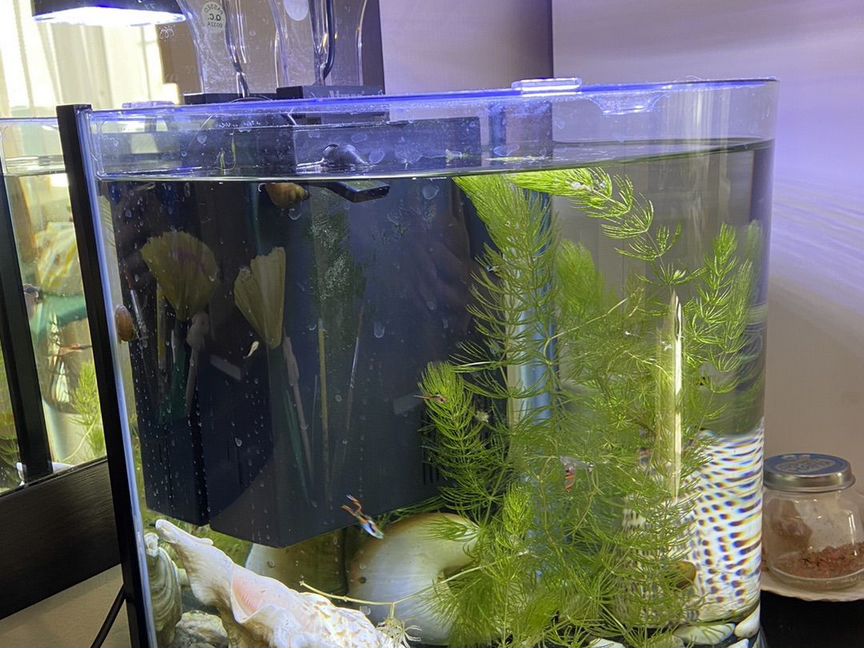 Аквариум с рыбками улитками водорослями ракушками