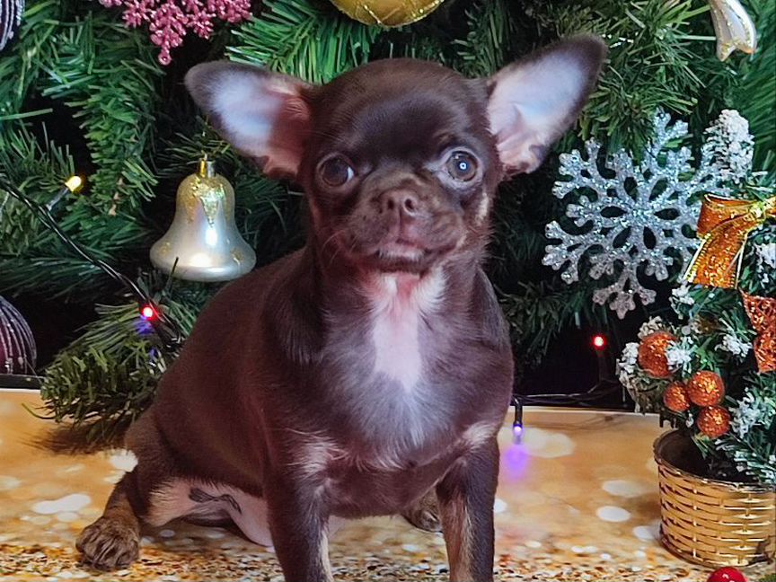 Чихуахуа шикарная девочка горький шоколад