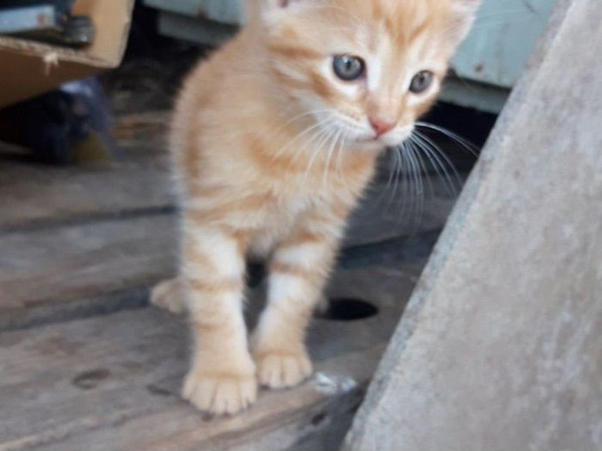 Котенок полубританец