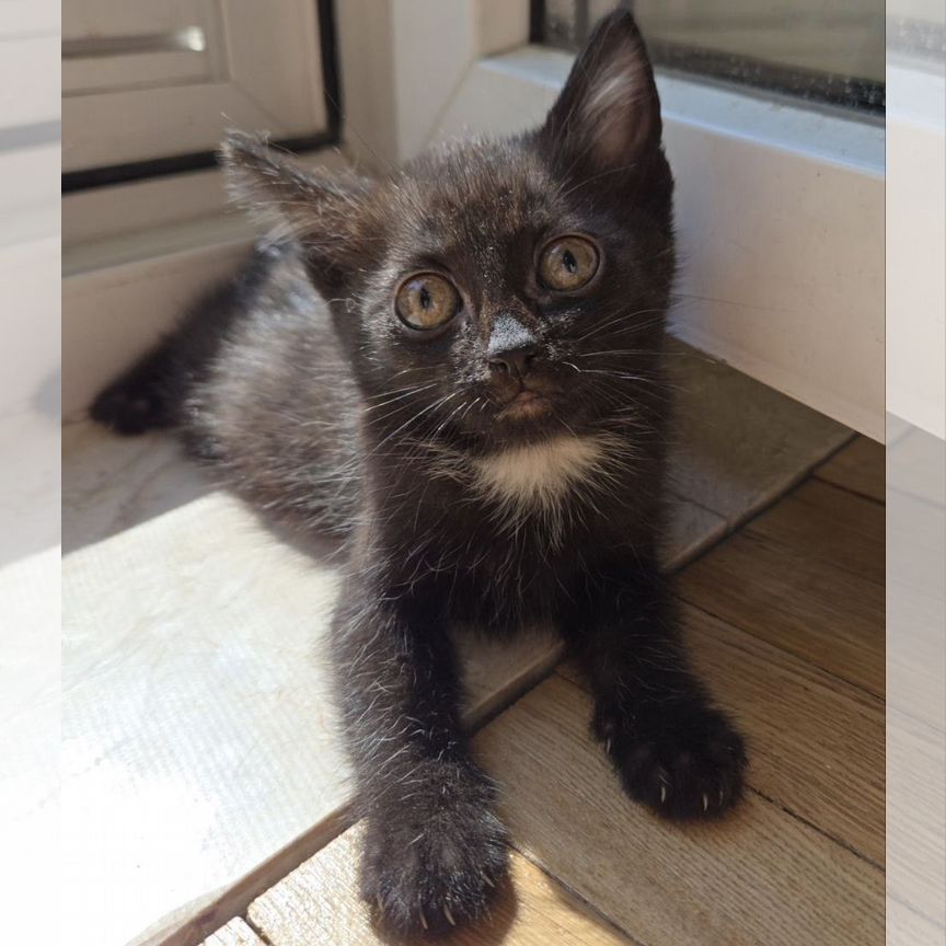 Котёнок в добрые руки