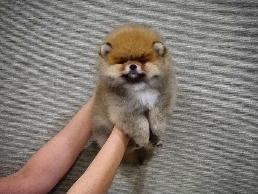 Очаровательный миниатюрный мальчик. Видео