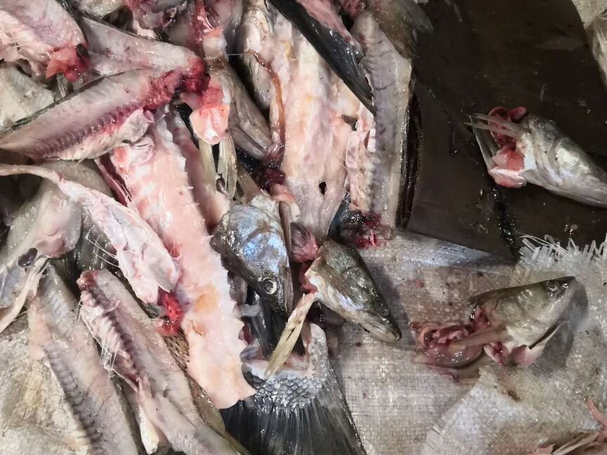 Рыбные отходы