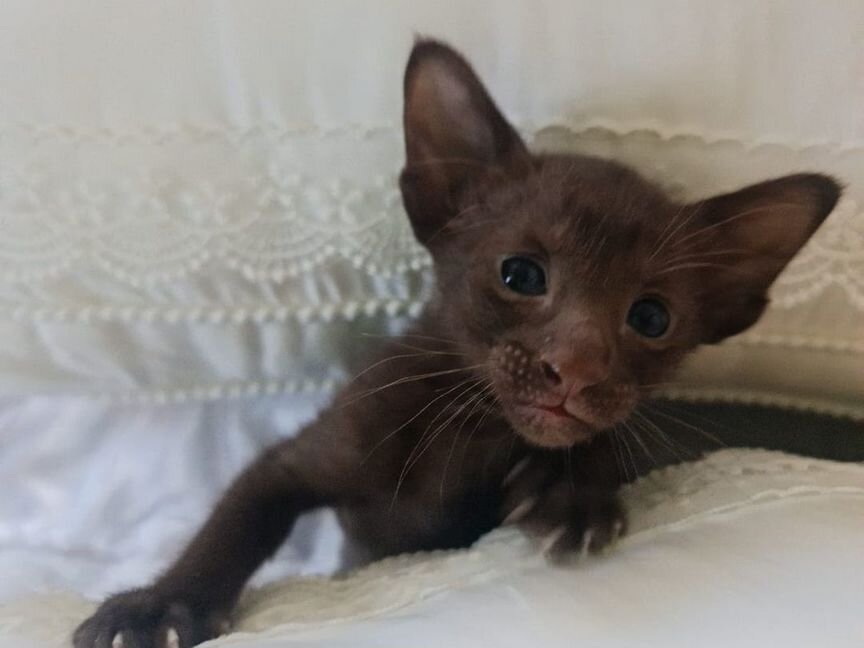 Ориентальные котята