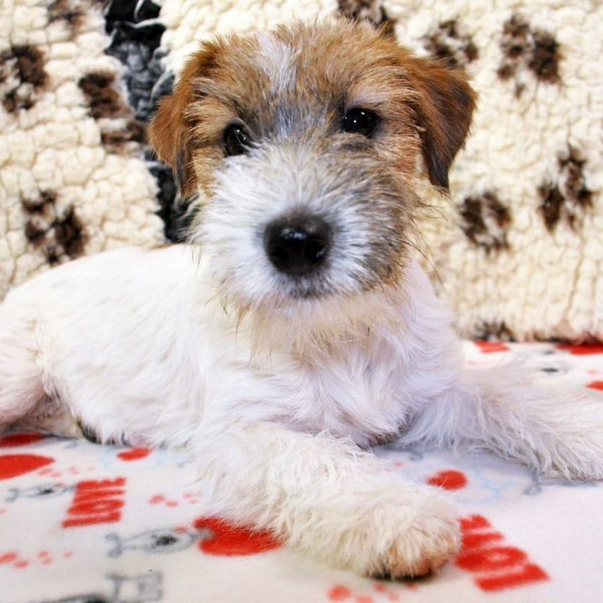 Девочка Джек Рассел терьера