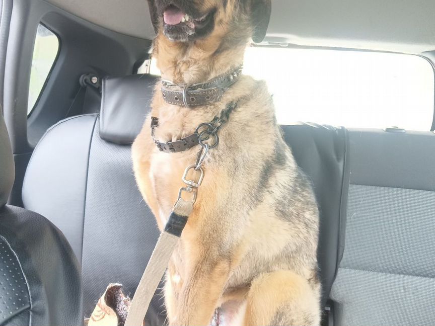 Собака в добрые руки отдам бесплатно