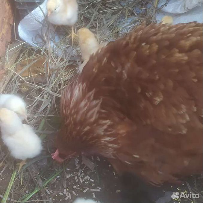 Квочка с цыплятами