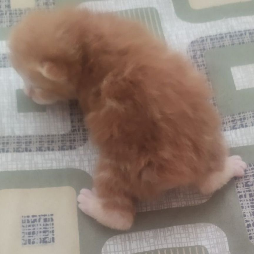 Котята курильский бобтейл