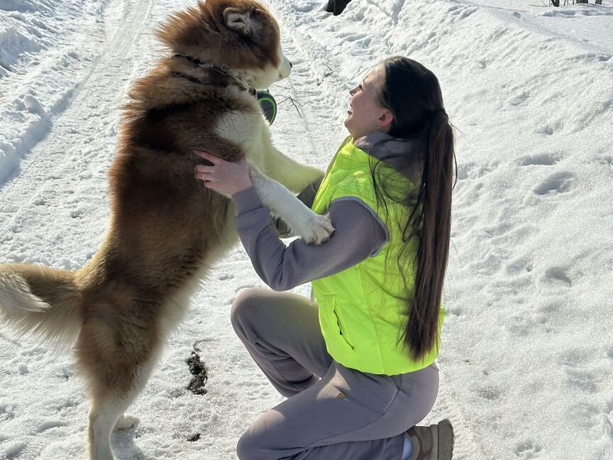 Вязка кобель хаски