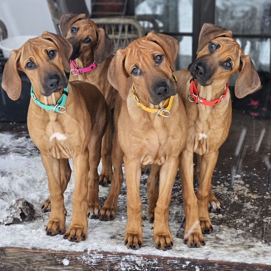 Родезийский риджбек, щенок