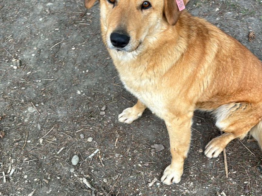 Собака девочка стерильная