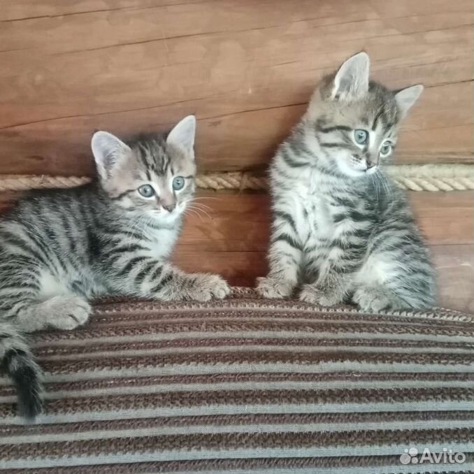 Кошки-двойняшки