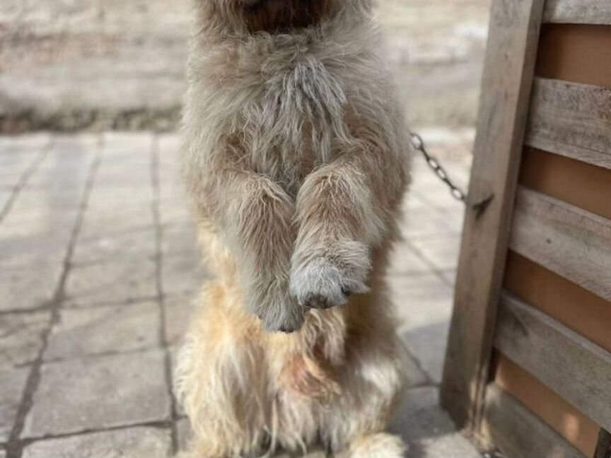 Бриар ищет дом собака в добрые руки