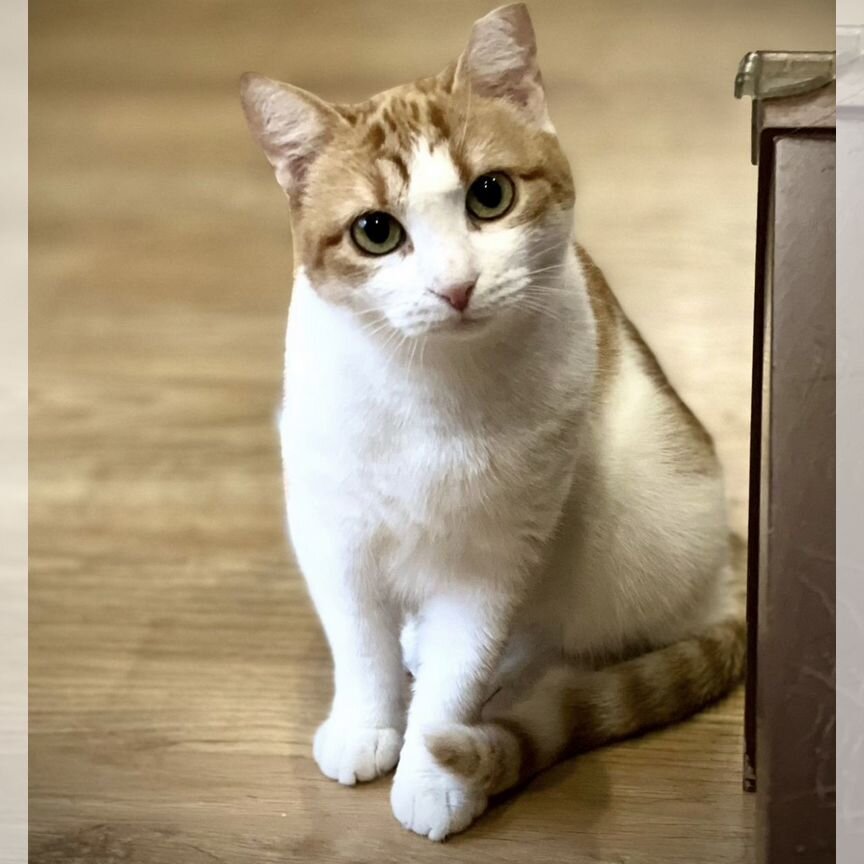 Взрослая, кошка в добрые руки