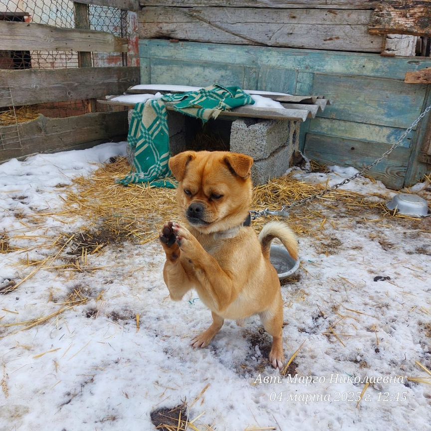 Собака в добрые руки