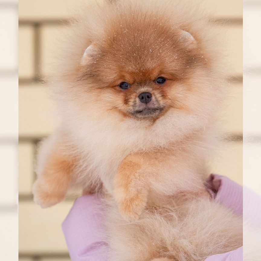 Померанский шпиц, щенок