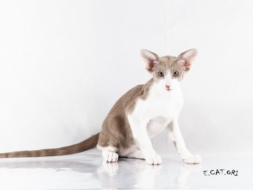 Ориентальный котик