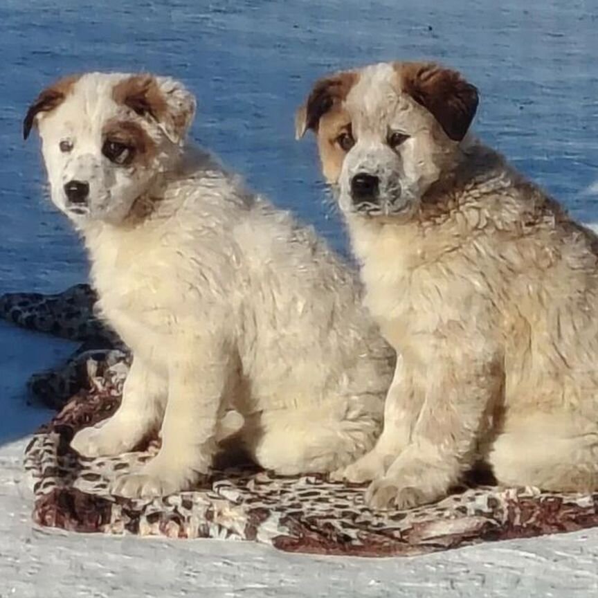 Щенок от частного владельца