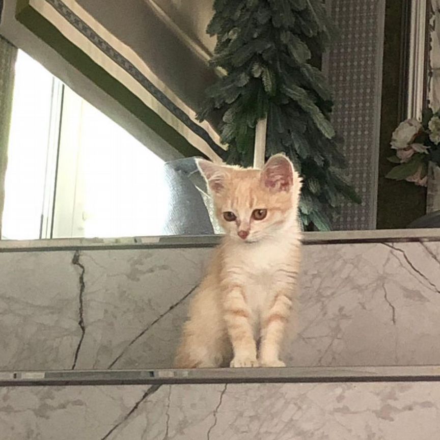 Котенок в добрые руки