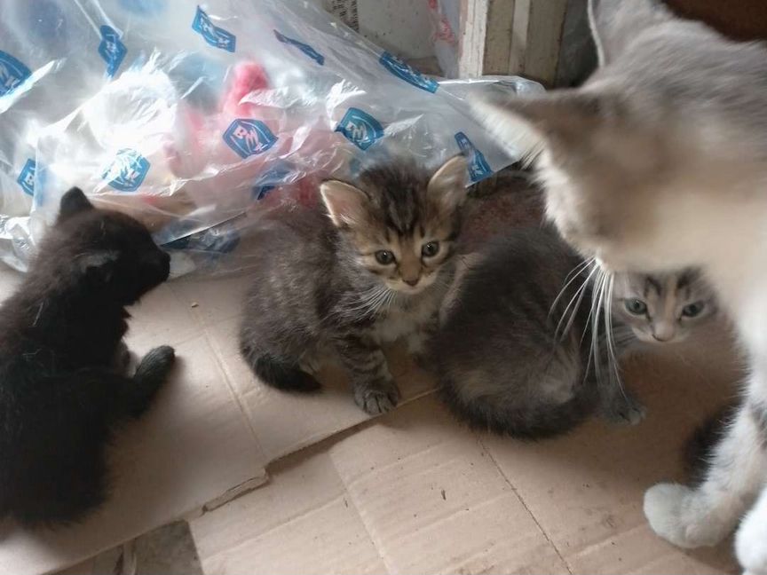 Кошки в добрые руки бесплатно