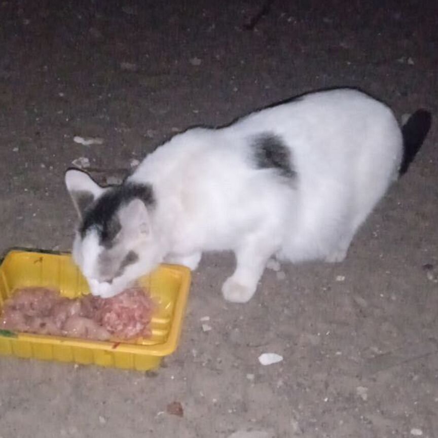 Беременная кошка в подвале